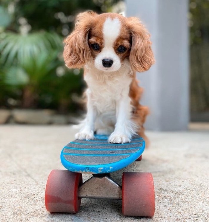 Скейтер | Пикабу