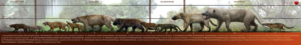 Креодонты — Creodonta - 17.01.21 19:36 | Пикабу