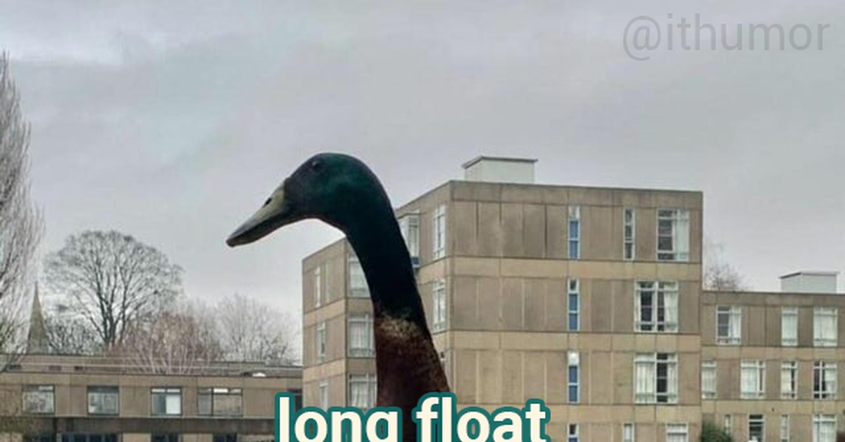 Long float duck | Пикабу