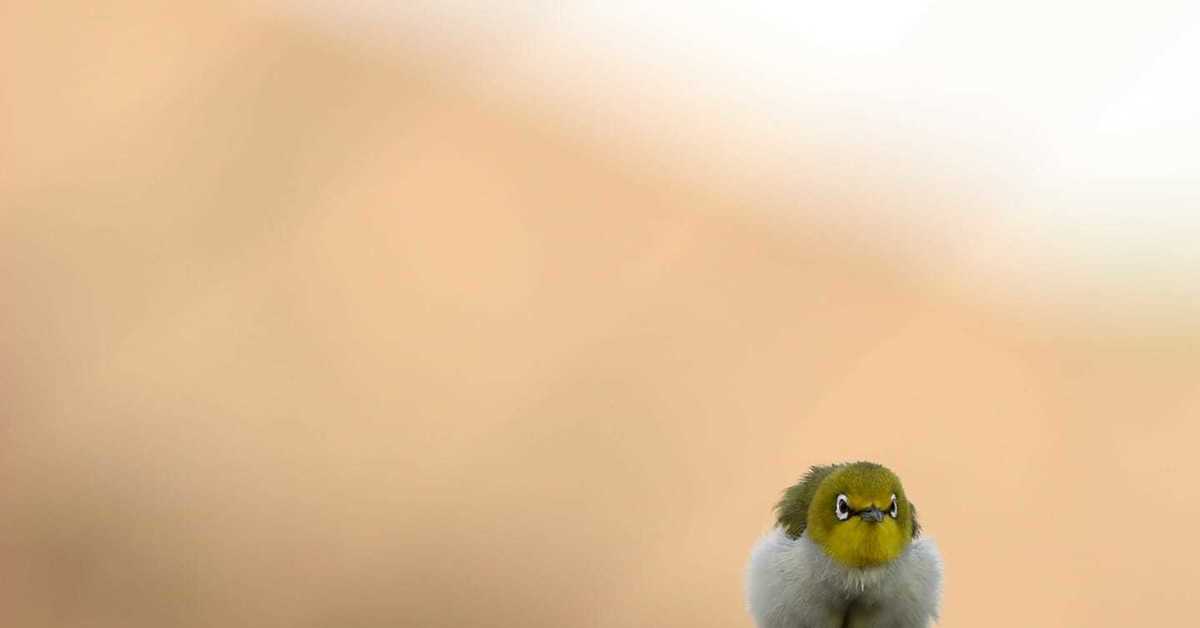 И снова Angry bird | Пикабу