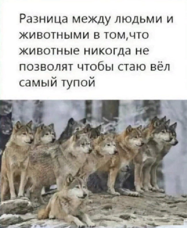 Тамбовский волк | Пикабу