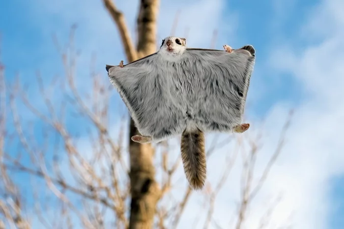Japanese Flying Squirrel Gif