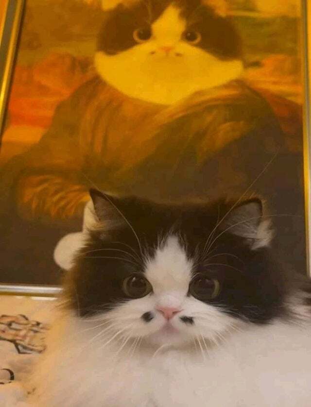 Котик Kogoro | Пикабу