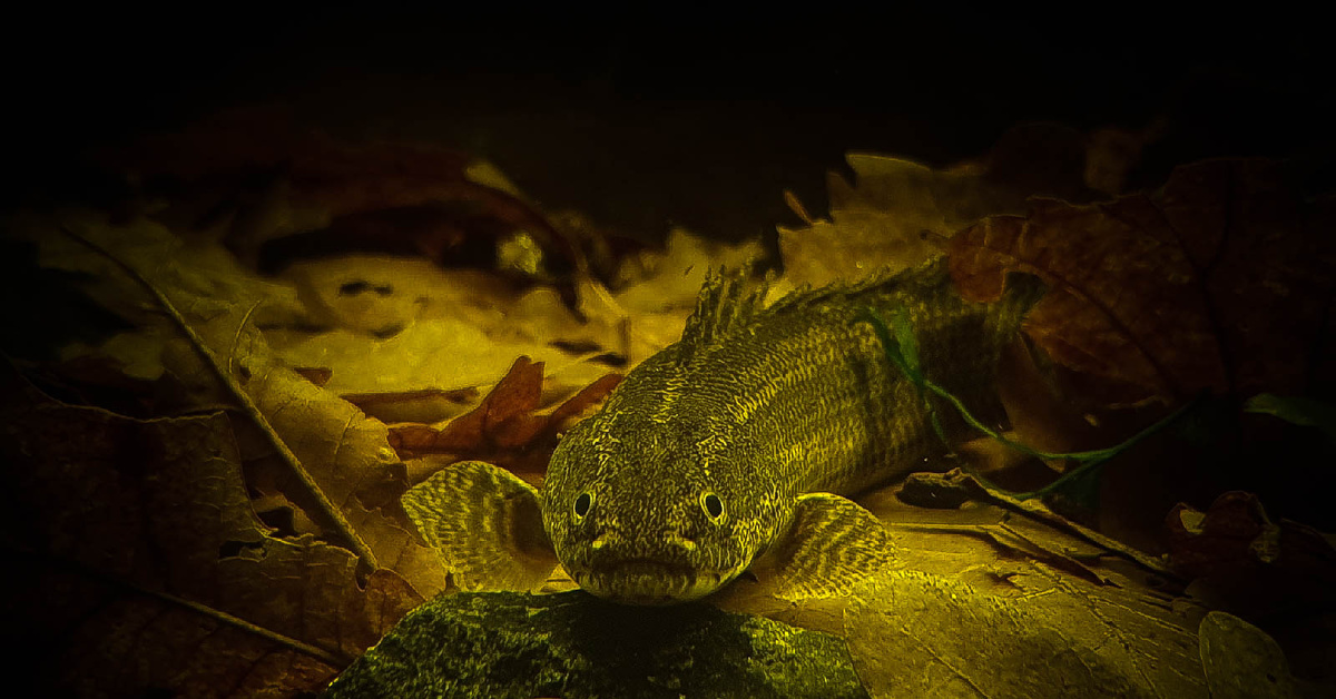 Polypterus bichir lapradei | Пикабу