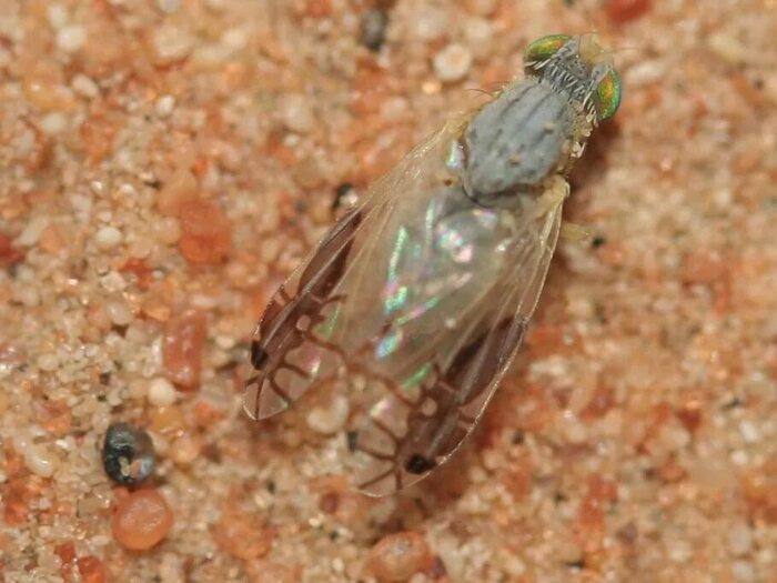 Эволюция мухи | Пикабу