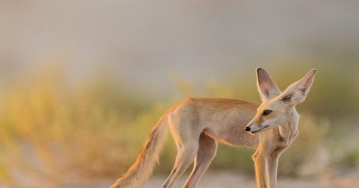 Аравийская пустынная лиса | Пикабу
