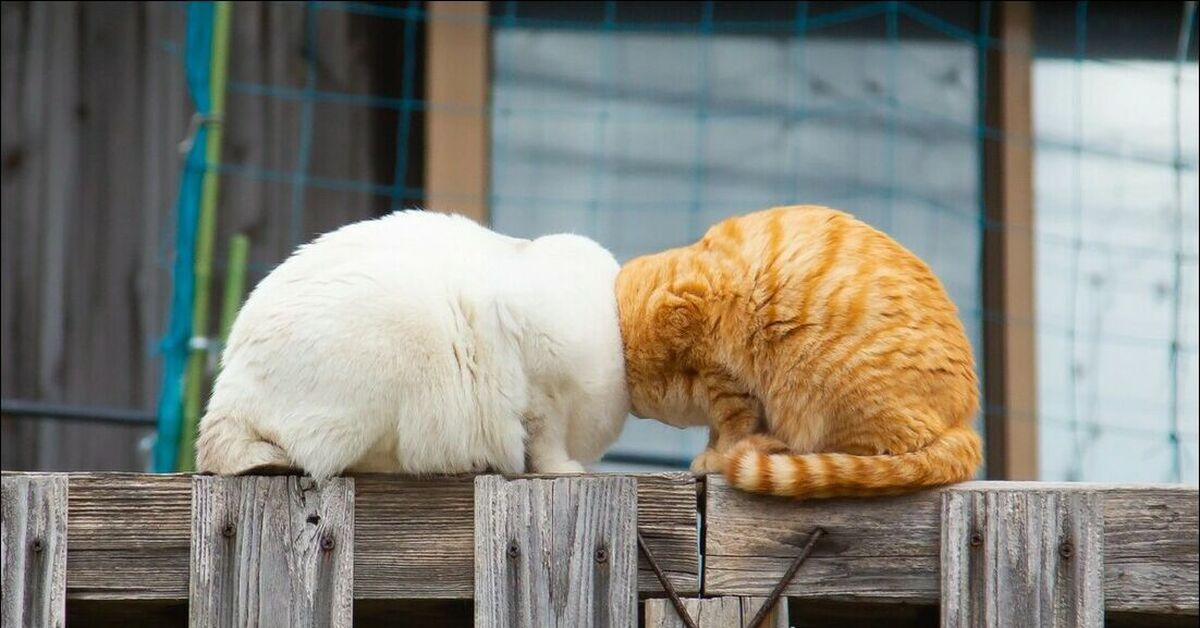 Котокот | Пикабу