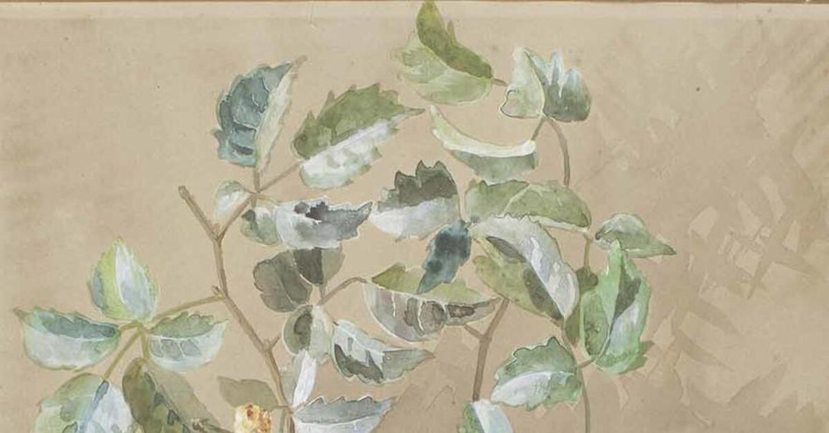 Rubus australis by Margaret Olrog Stoddart - 30.08.22 21:59 | Пикабу