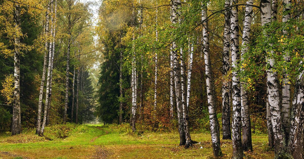 Лесной дух | Пикабу