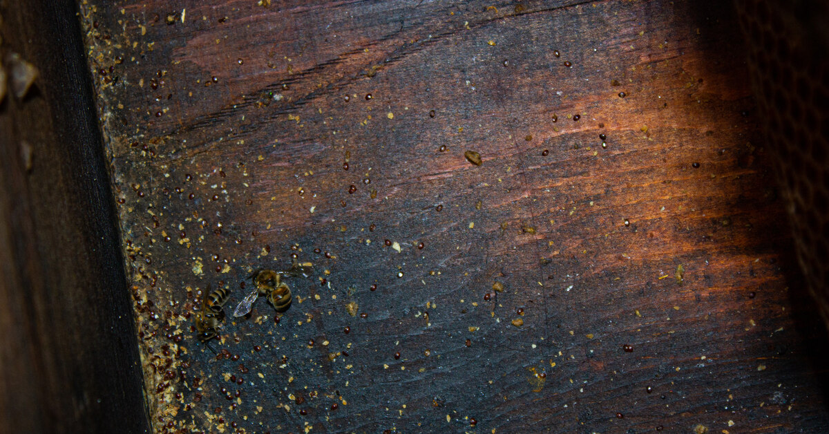 Клещ варроа | Пикабу