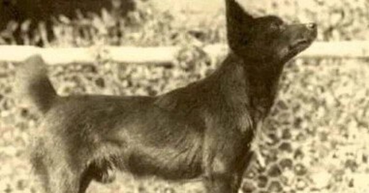 ПРИМИТИВНЫЕ ПОРОДЫ НОРМА ВИДА.(шалайка так же норма вида)Ресурсы по ...