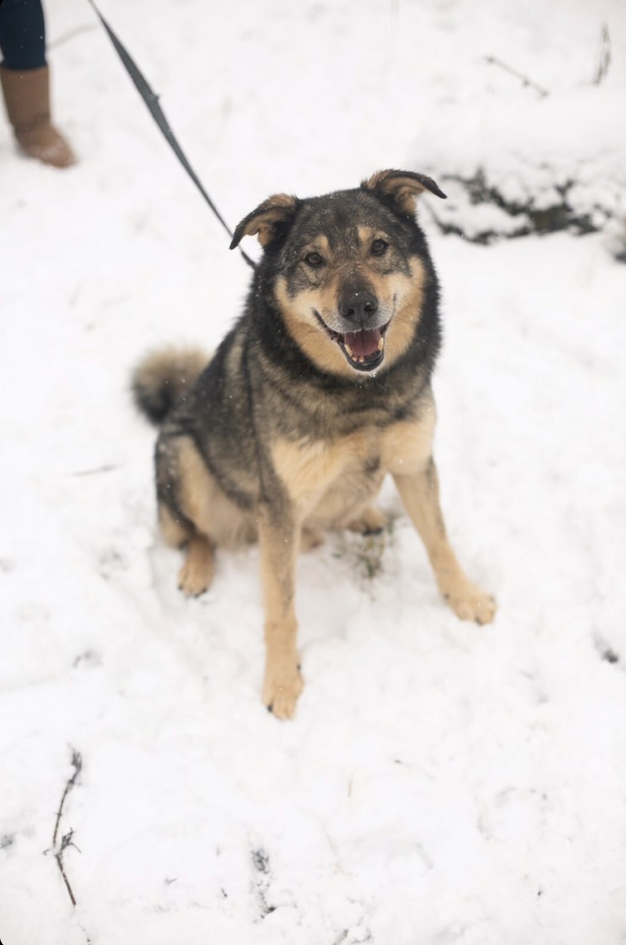 Пуш ищет дом! | Пикабу