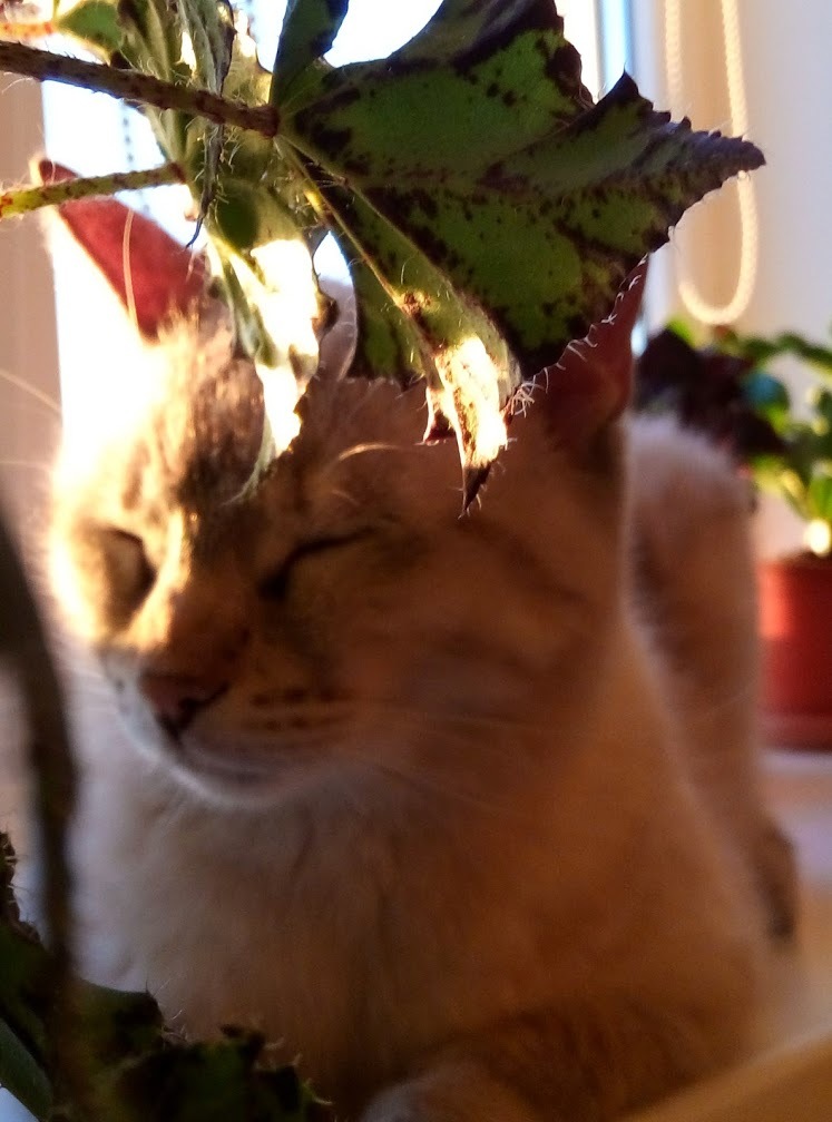 Котаны | Пикабу