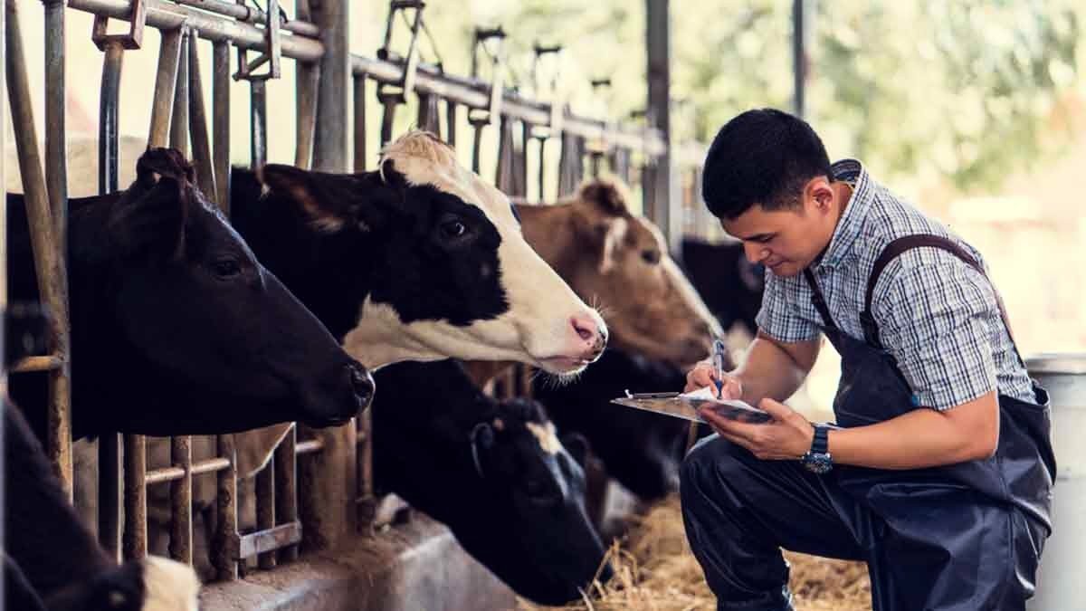 «Цифровая корова». Как обычная программа может вытащить ферму из ...