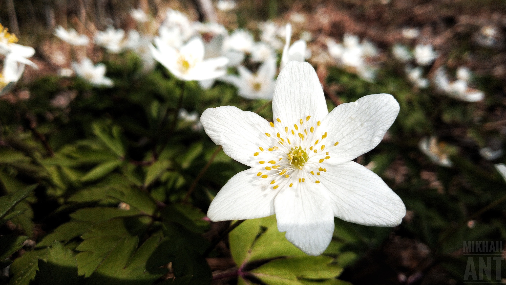 Anemone Nemorosa | Ветреница | Пикабу