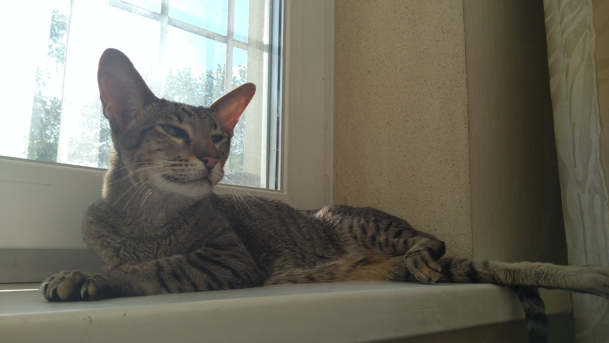 Мои котопсы | Пикабу