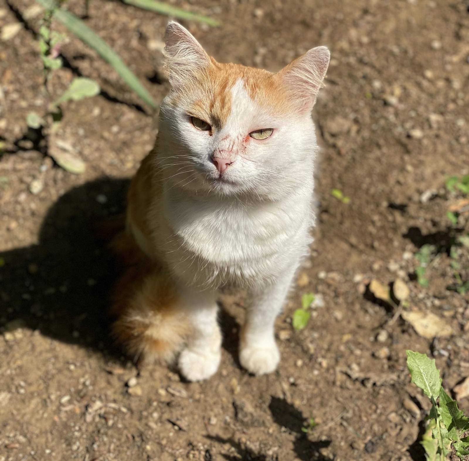 Летние коты | Пикабу