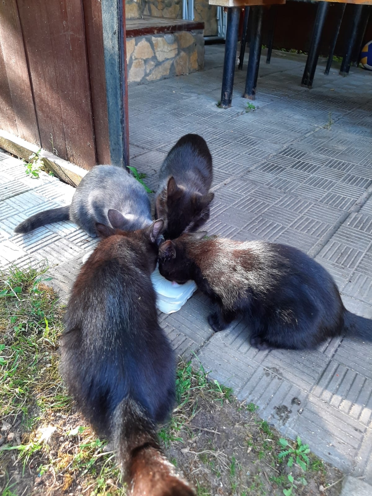 Котята в дар | Пикабу