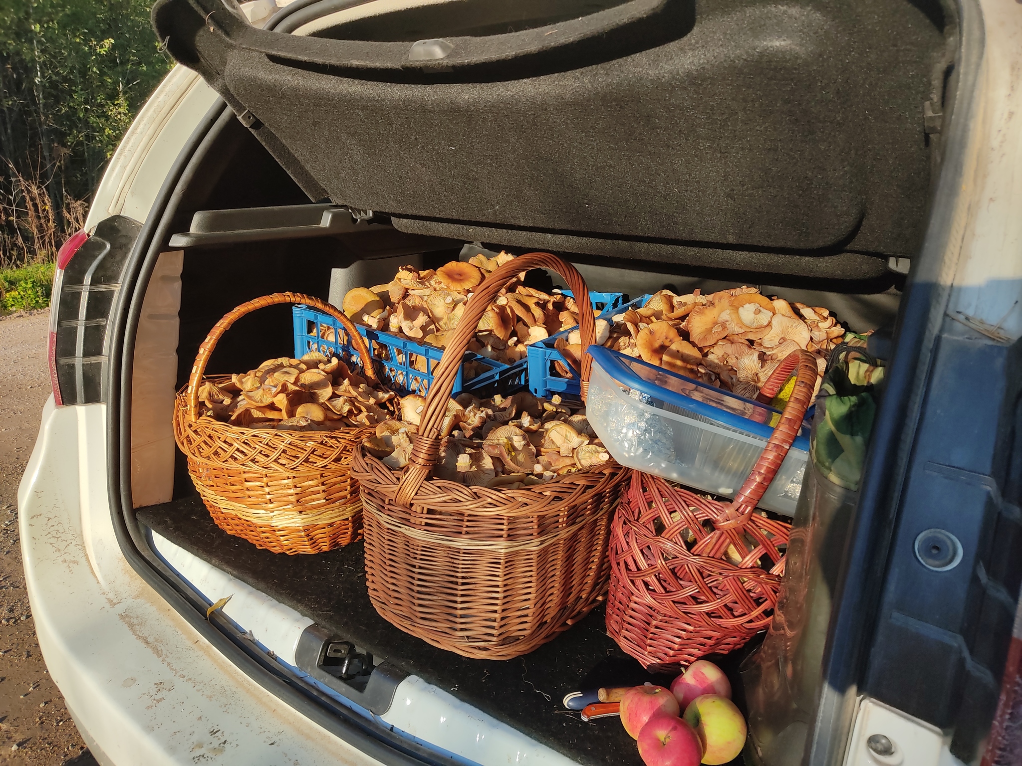 Грибочки 7 | Пикабу