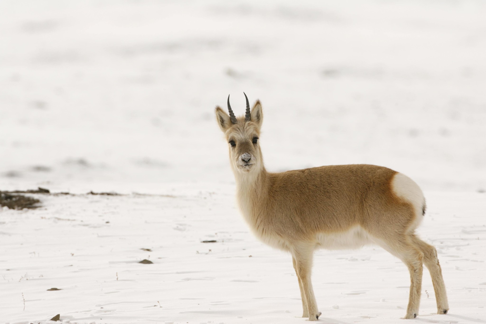 Степной житель: северная зобастая антилопа - 24.10.21 16:44 | Пикабу