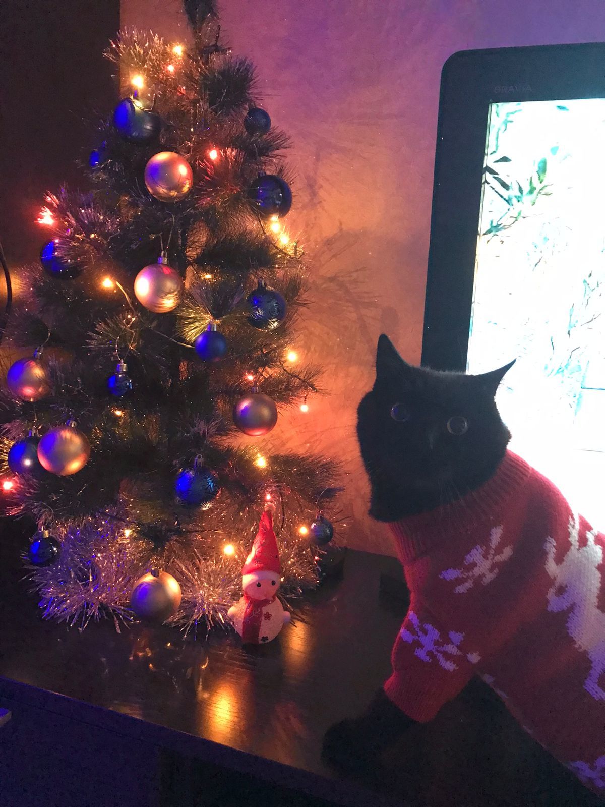 Новогодний кот | Пикабу