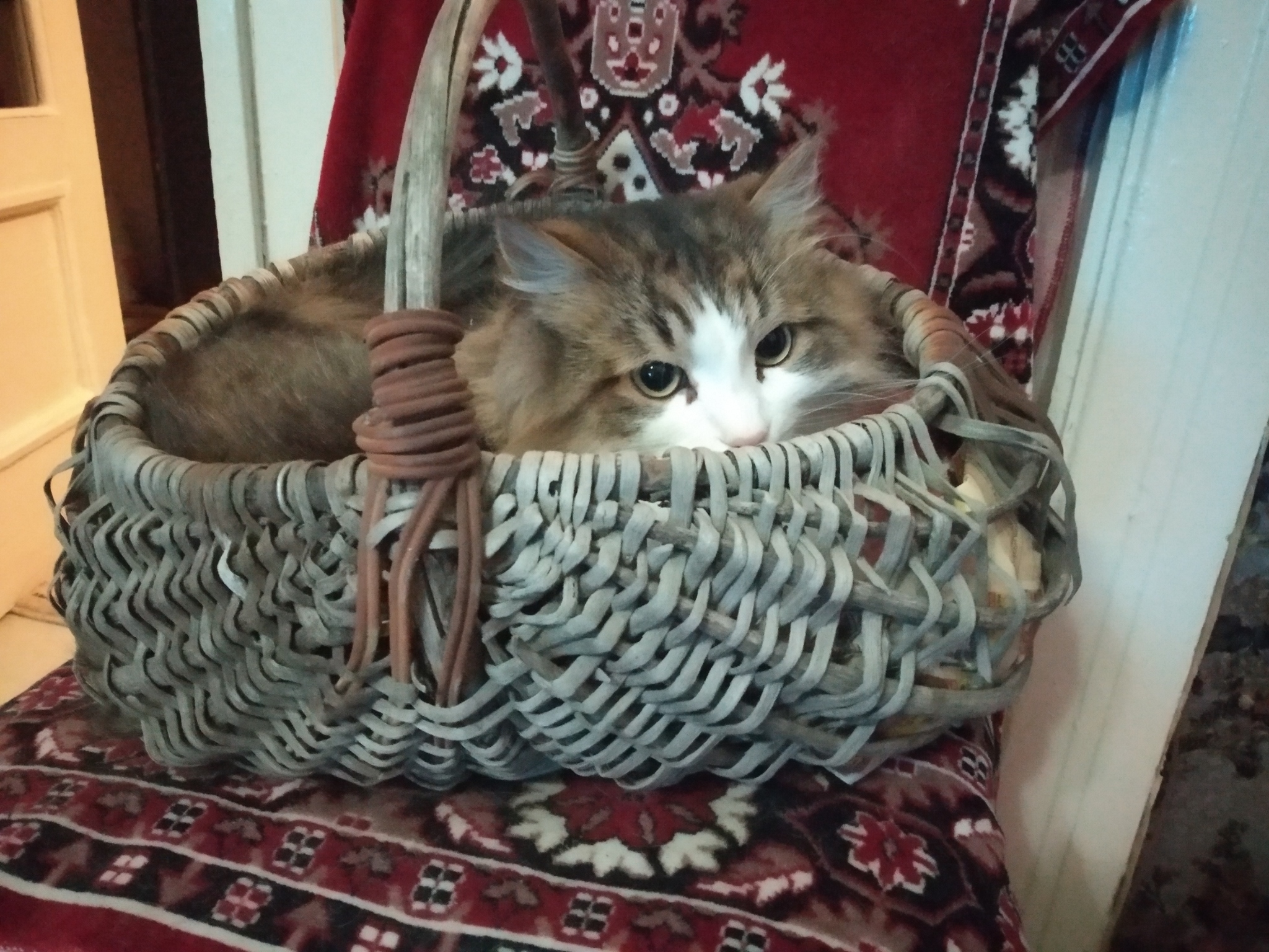 Кот в корзине)) | Пикабу