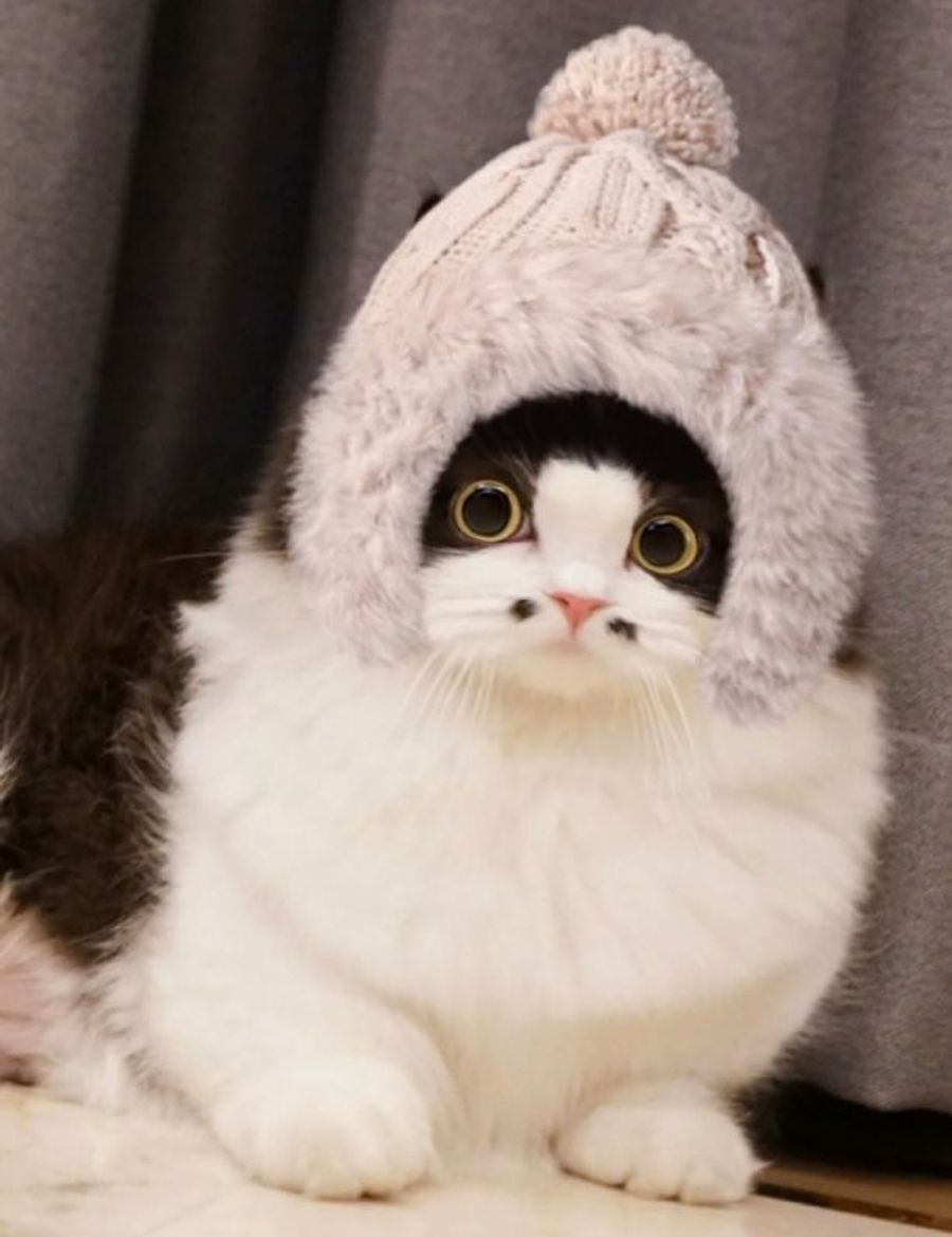 Котик Kogoro | Пикабу