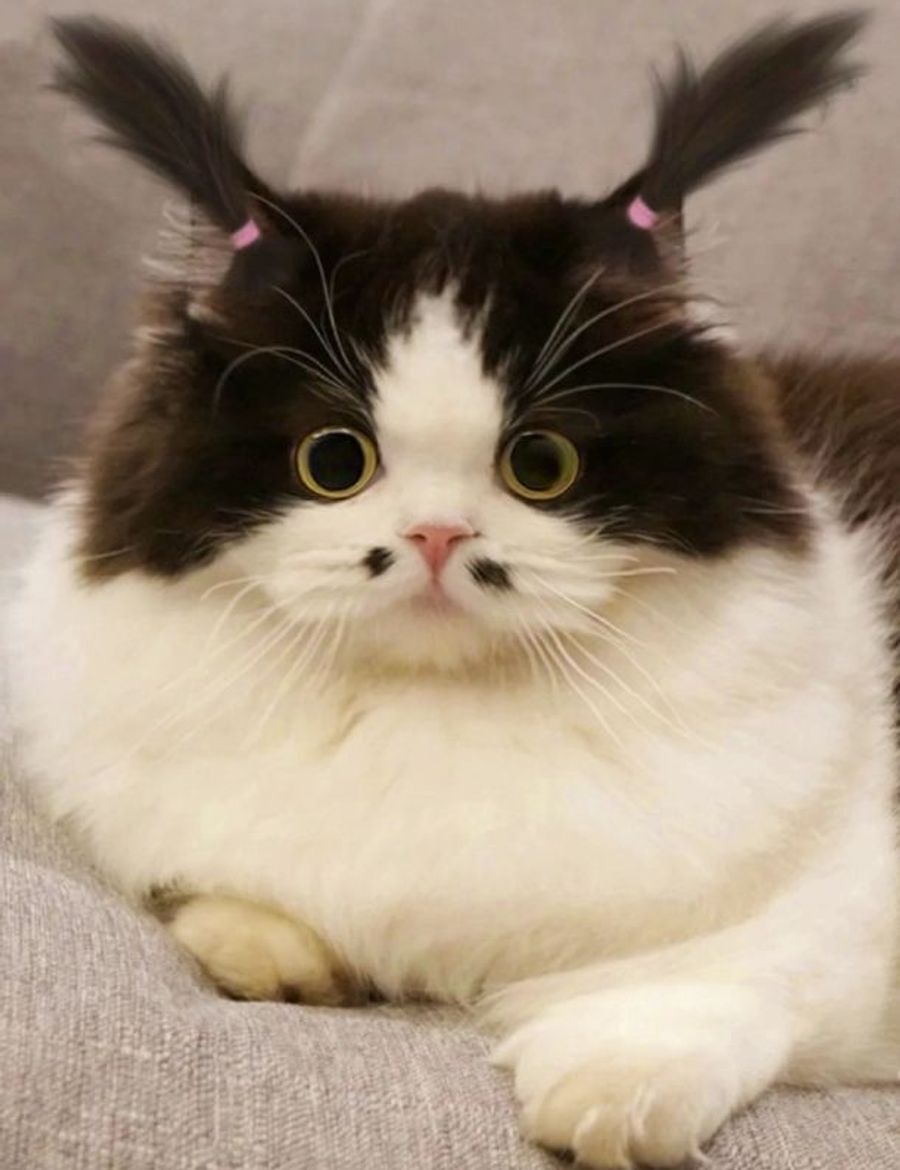Котик Kogoro | Пикабу
