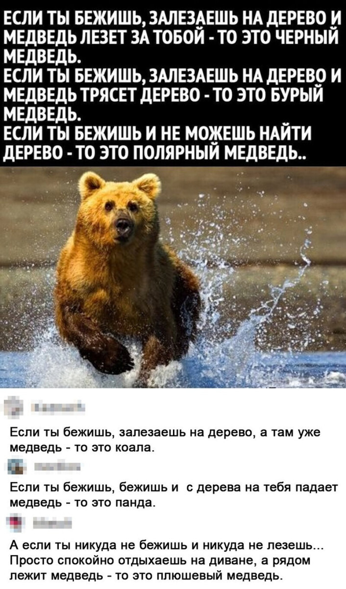 Медвежьи мудрости | Пикабу