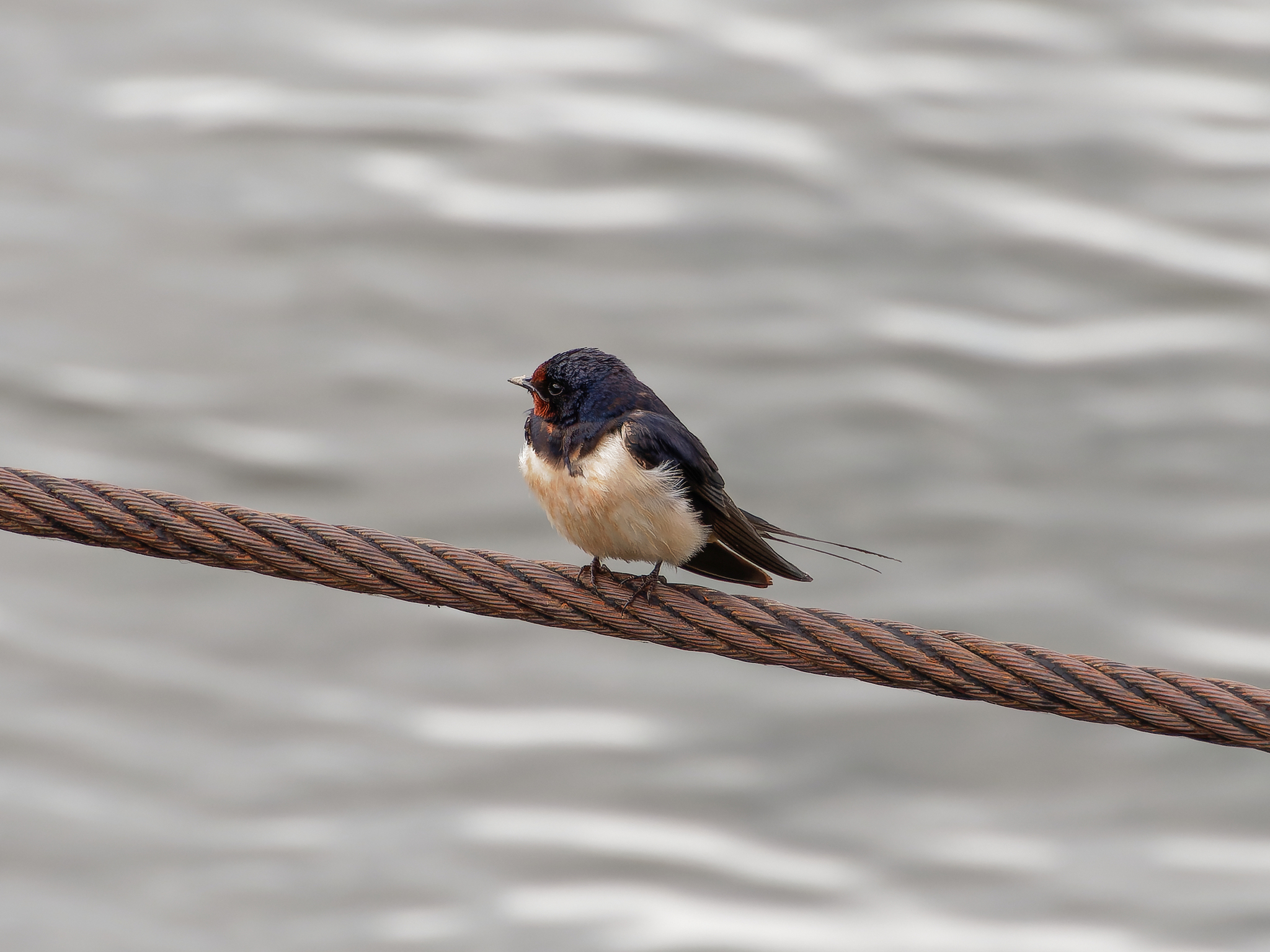 Деревенская ласточка | Пикабу