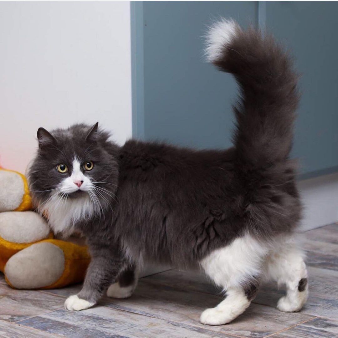 Брутальный Каспер | Пикабу