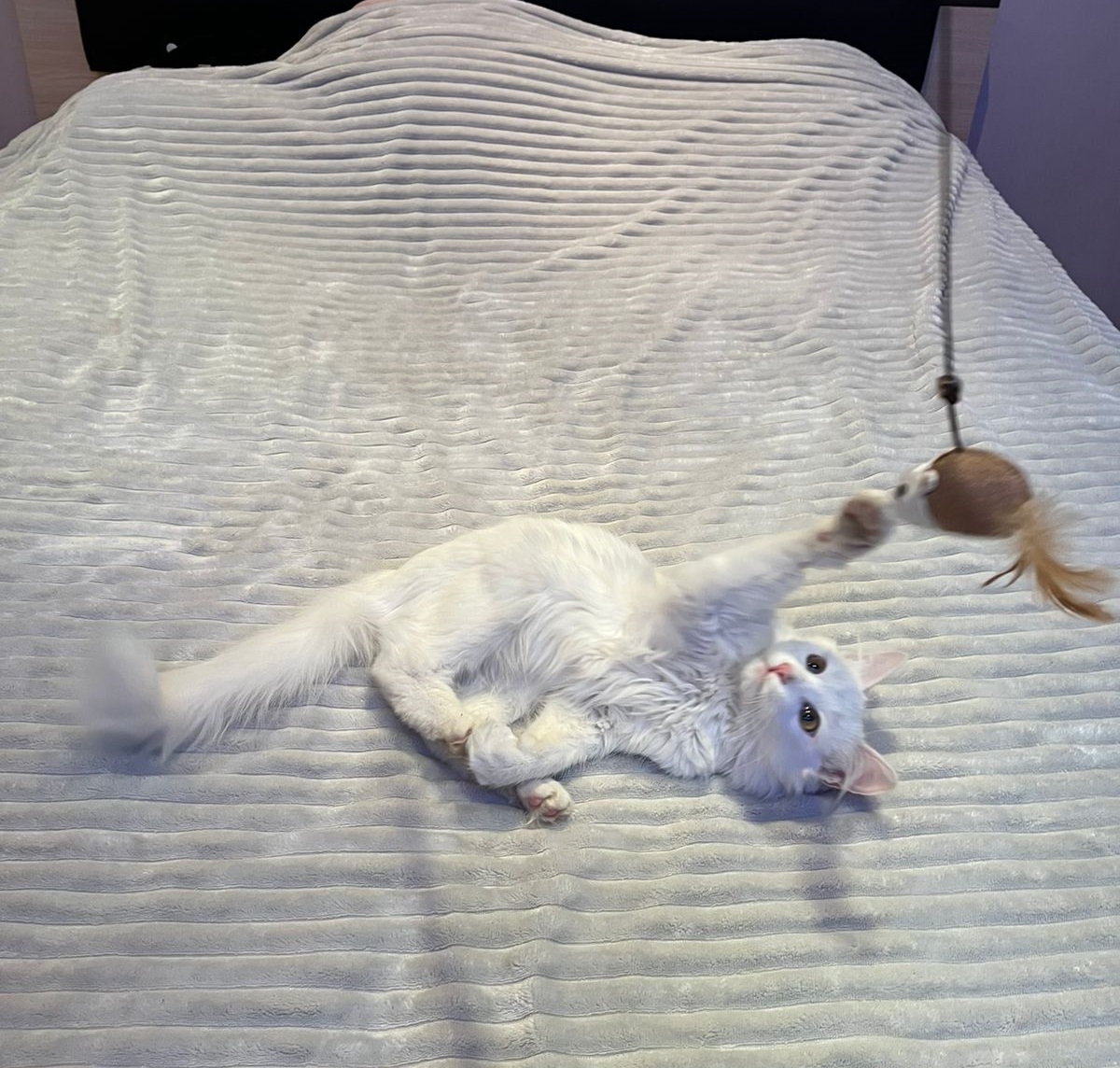 Кошкин дом | Пикабу