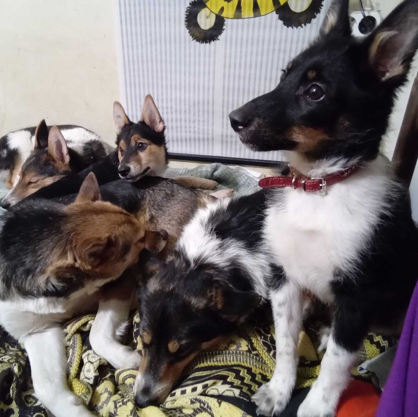 Купить шалайку | Пикабу