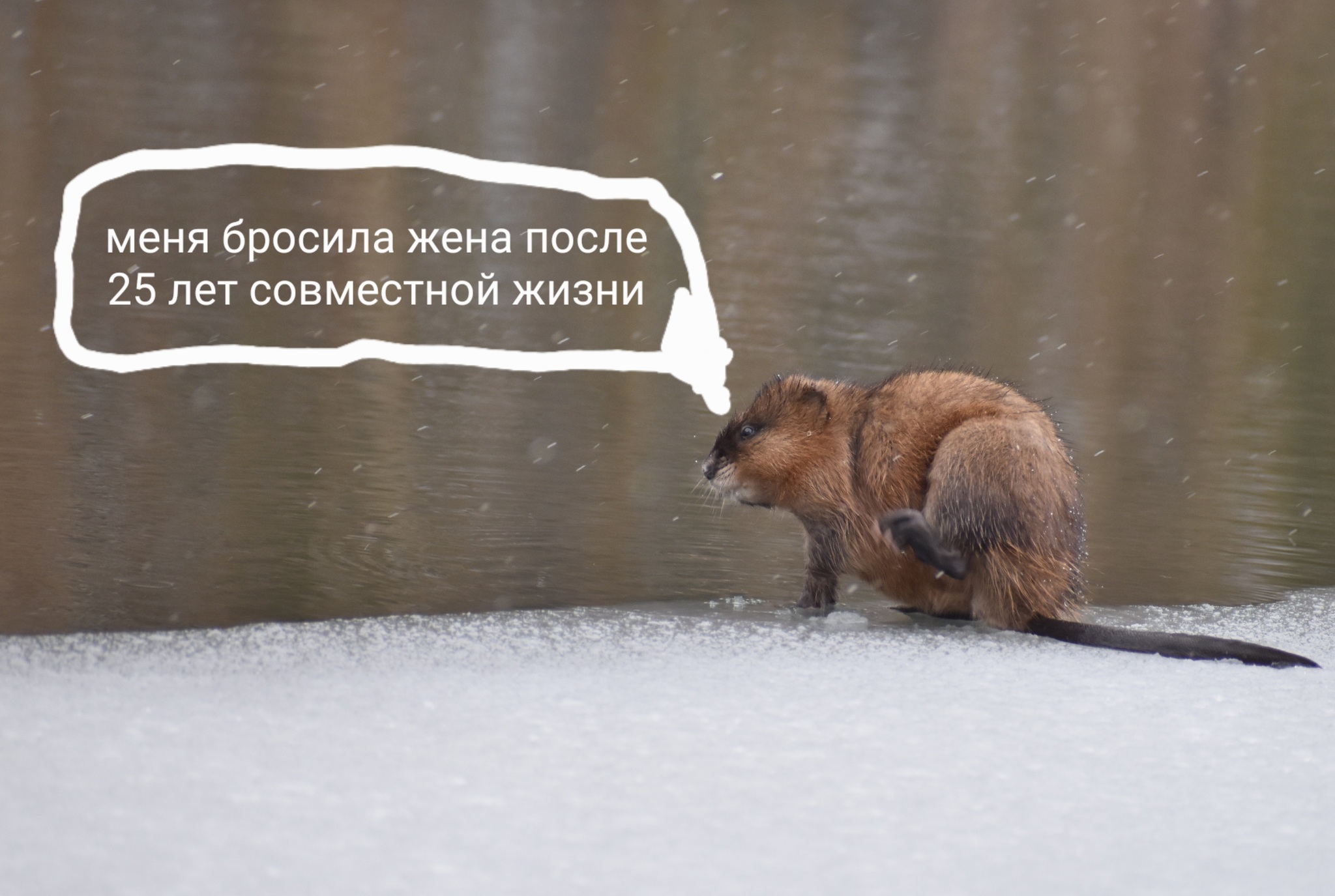 Peekaboo on the example of muskrats - pikabu.monster