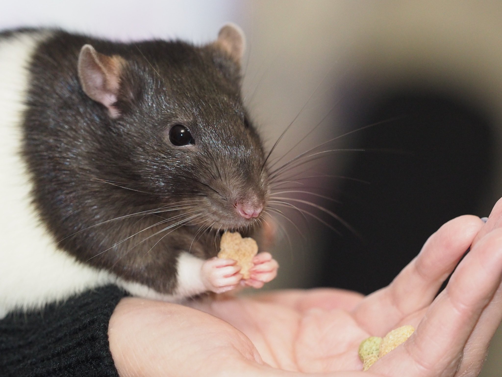 Кормушка | Пикабу