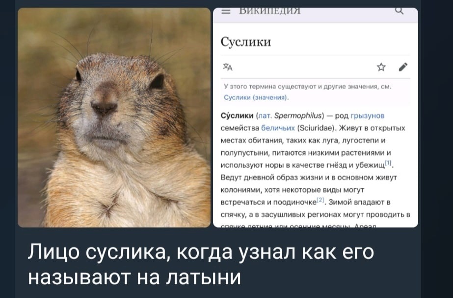 Мгновение латинского языка | Пикабу