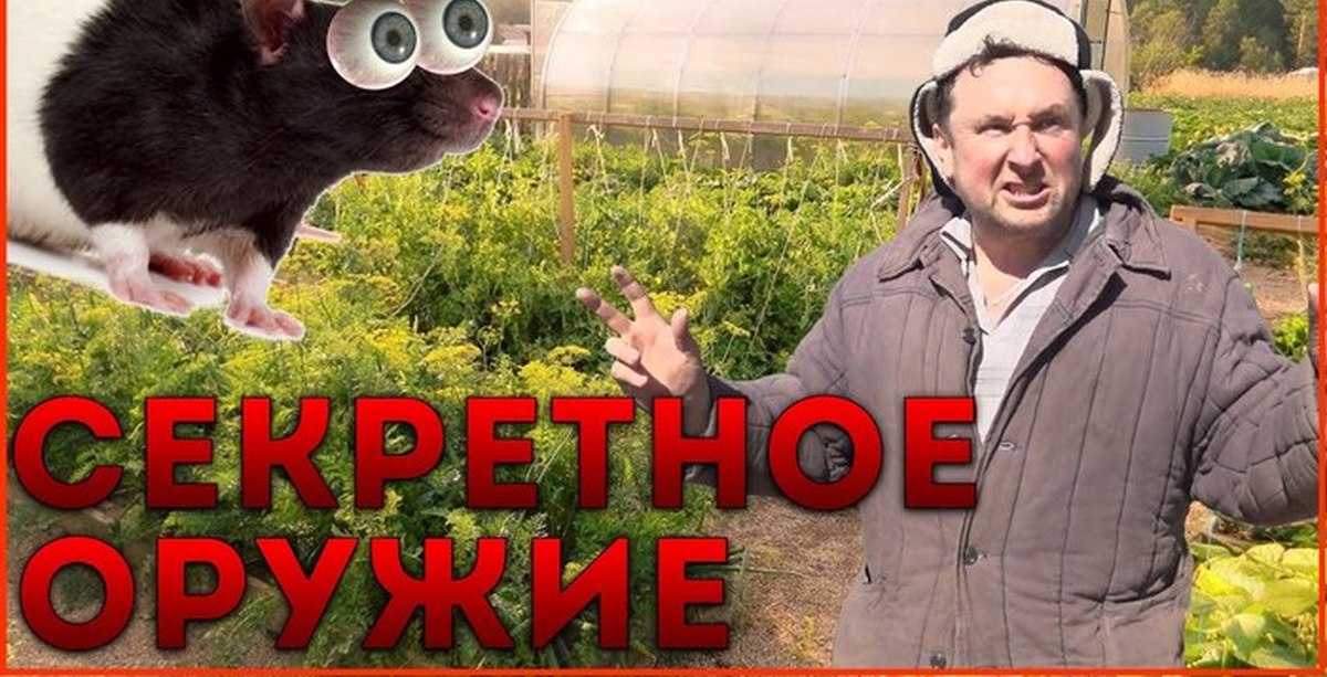 ЛУЧШАЯ КРЫСОЛОВКА | БОРЬБА С ВРЕДИТЕЛЯМИ | Пикабу